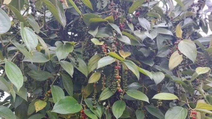 Harga Sahang di Seluma Bengkulu Menjanjikan, Pengepul Beli Rp 85 Ribu ...