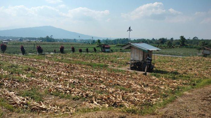 Musim Kemarau, Ratusan Hektare Sawah di Kepahiang Alih Fungsi Jadi ...