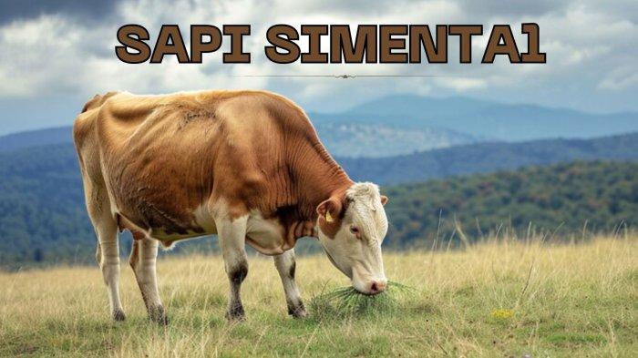 Sejarah Sapi Simental, Sapi Kurban Jokowi 2024 Asal Lampung untuk Warga Palembang Bobot 1,1 Ton ...