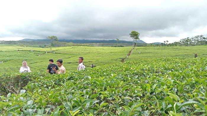 Lebaran Kedua, Kebun Teh Kabawetan Kepahiang Bengkulu Ramai Dikunjungi ...