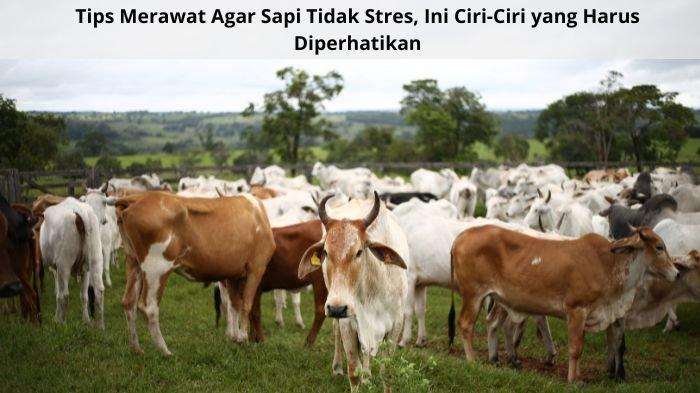 Tips Merawat Agar Sapi Tidak Stres, Ini Ciri-Ciri yang Harus Diperhatikan - Tribunbengkulu.com