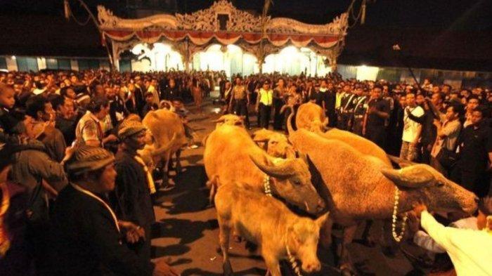 Tradisi Kirab Malam 1 Suro Keraton Surakarta, Ada Kebo Bule Hewan ...