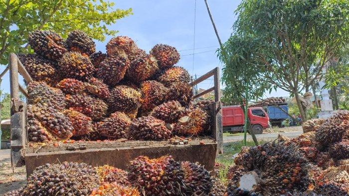 Harga TBS Hari Ini di Provinsi Bengkulu, Tembus Rp 2.200 per Kilogram ...