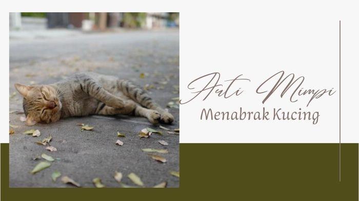 Waspadalah! Arti Mimpi Menabrak Kucing Menurut Primbon Jawa Ternyata ...
