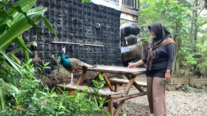 Mengunjungi Queen Aviari Bengkulu, Wisata Edukasi dan Aviari Terbesar ...