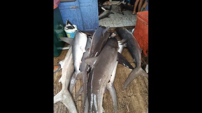 Seluk Beluk Perdagangan Ikan Hiu di Bengkulu, Para Pembeli Sampai Antre - Tribunbengkulu.com