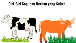 Penyakit Umum dan Tanda Sapi Sakit, Ini 3 Ciri-Ciri yang Harus ...