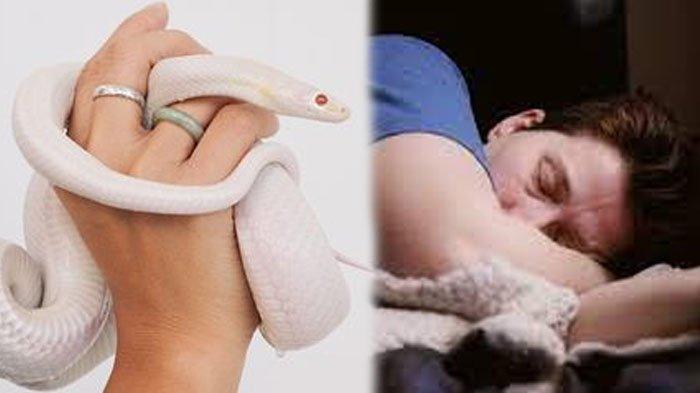 Arti Mimpi Bertemu dengan Ular Putih Ternyata Pertanda Buruk, Hati-hati dalam Berbicara ...