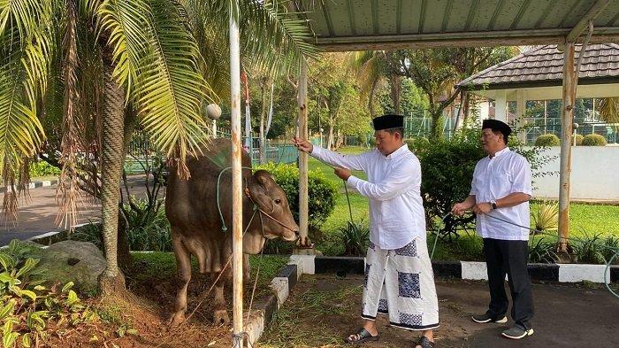 Idul Adha 2024, Pemkab Bogor Salurkan 90 Sapi dan 30 Ekor Kambing, Masyarakat Tersenyum ...