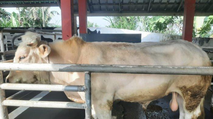 Punya Sapi Unggulan, Polbangtan Bogor Optimis Bisa Mengatasi Kebutuhan ...