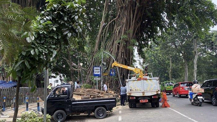 Dahan Pohon Karet Kebo Depan Balai Kota Bogor Patah, Tiang Rambu Lalu ...