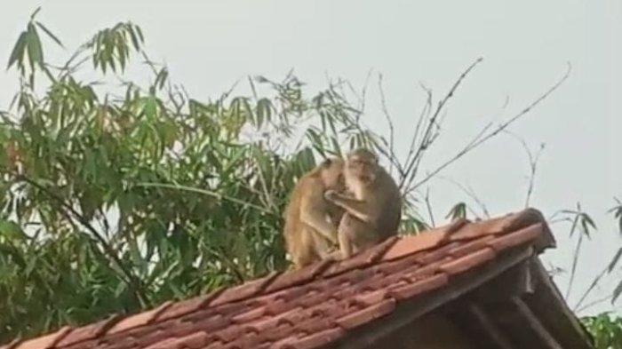 Potret Kompaknya 2 Monyet Curi Kacang di Warung Kelontong Bogor, Pak RT ...