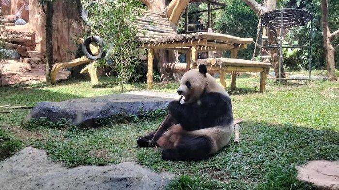 Daftar Pertunjukan yang Bisa Ditonton di Taman Safari Bogor, Tempat ...