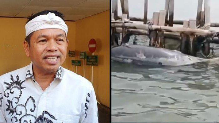 Lumba-lumba Mati Tersangkut Pagar Laut di Bekasi, Dedi Mulyadi Geram, Butuh Bantuan Alat TNI AL ...