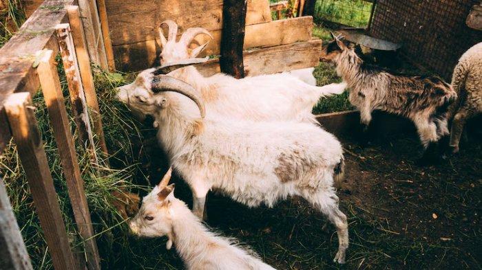 Harga Kambing dan Sapi Kurban untuk Idul Adha 2025, Mulai Rp 1,4 Jutaan di Situs Online ...