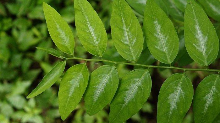 10 Manfaat Daun Katuk untuk Kesehatan: Tak Cuma Memperlancar ASI, Bantu ...