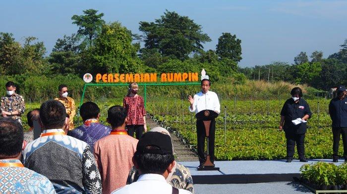 Jokowi Resmikan Pusat Persemaian dan Program Rehabilitasi Mangrove di ...