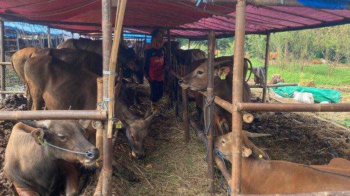 Jelang Idul Adha 2024, Segini Harga Sapi Kurban di Lapak Pedagang yang Ada di Bojonggede Bogor ...
