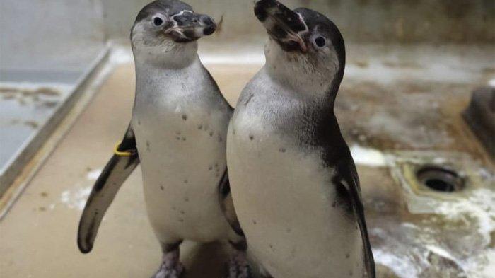 Taman Safari Indonesia Rayakan Kelahiran 3 Keluarga Baru: Penguin ...