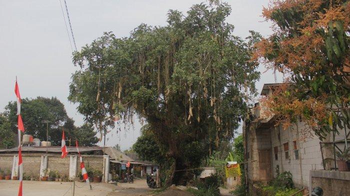 Mengenal Pohon Tua Sejak Zaman Belanda di Cigombong Bogor, Namanya Tak ...
