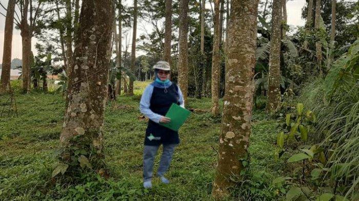 Guru Besar IPB University Temukan Cara Seleksi Benih Unggul Lewat ...