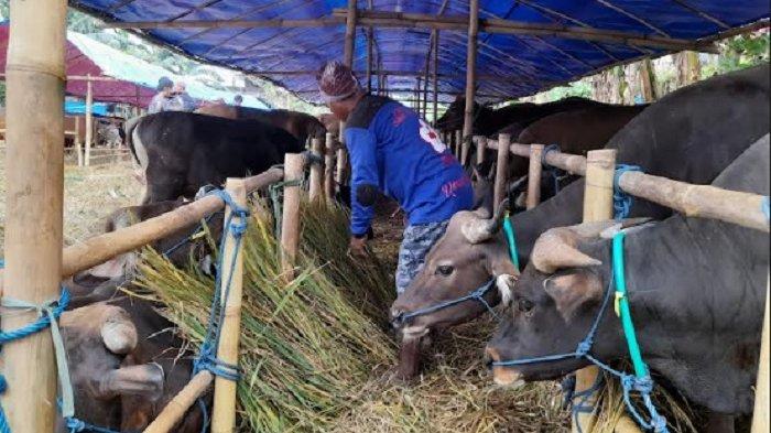 Punya Bobot Hingga 400 Kg, Sapi Bima yang Dijual di Bogor Dibandrol ...