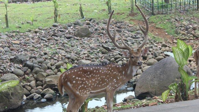 Mengintip Pasokan Air Minum untuk Rusa Istana Bogor saat Kemarau ...