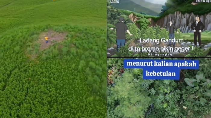 Viral Video 59 Titik Ladang Ganja di Bromo, Animasi Dhot Design Disorot: Ramalan atau Petunjuk ...
