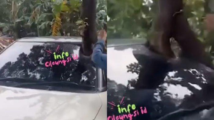 Viral Pohon Besar Tumbuh Dalam Mobil Putih di Cileungsi Bogor, Begini ...