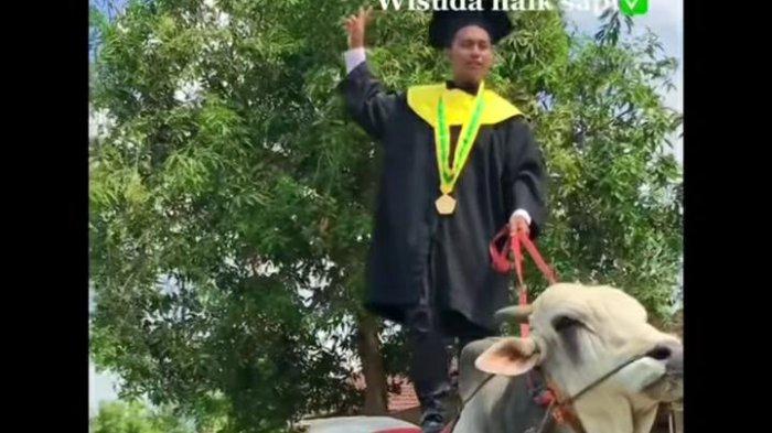 Curi Perhatian Orang, Mahasiswa di Sukoharjo Datang ke Acara Wisuda Naik Sapi : Bawa Dua dari ...