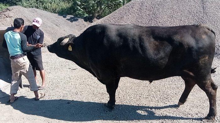 Penampakan Sapi Wagyu, Hewan Kurban Milik Pasutri di Subang, Segini ...