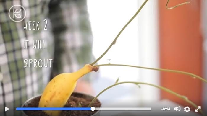 Begini Jadinya Jika Buah Pisang dan Kiwi Ditanam Bersama di Dalam Satu ...