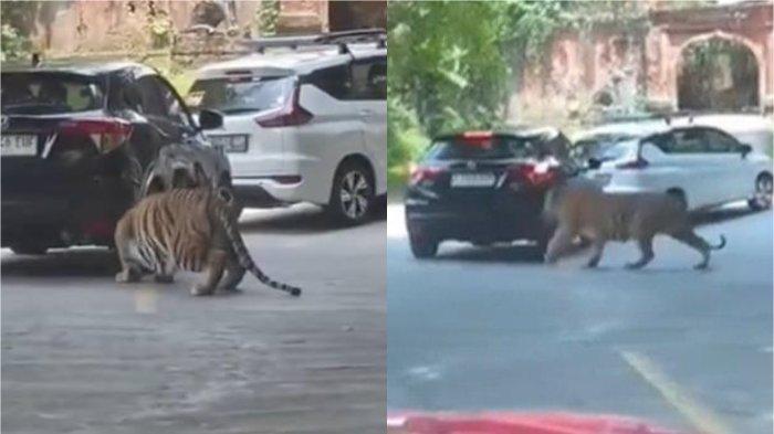Ternyata Bau Ini yang Mancing Harimau Sumatera Serang Ban Mobil ...