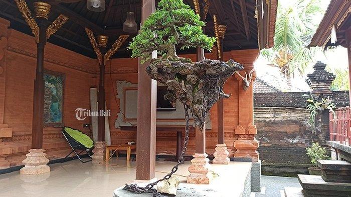 Viral Video Bonsai Bisa Melayang di Bali, Terinspirasi dari Film Avatar ...