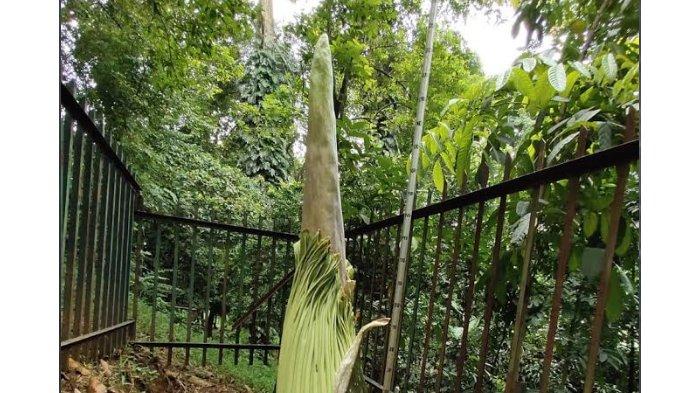 Siap Mekar, Ini Penampakan Bunga Bangkai Amorphophallus Titanum di ...