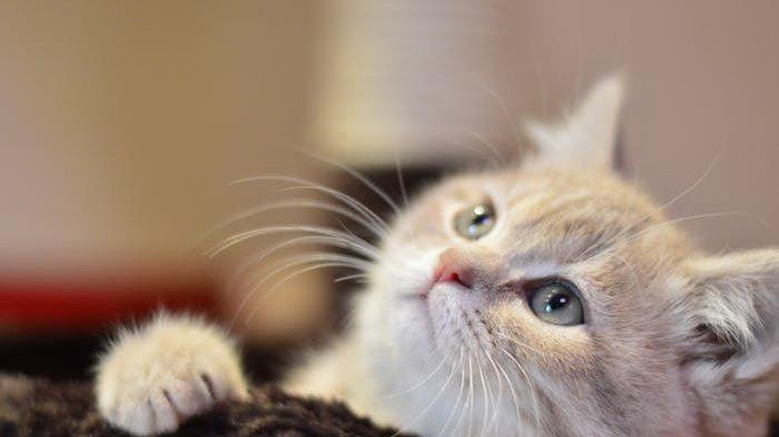 Demi Penuhi Nazar, Pasutri di Banyuwangi Rayakan Ulang Tahun 3 Kucing Kampung, Habis Rp50 Juta ...