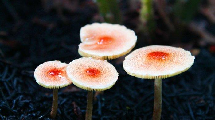 Peran Cendawan Endofit Bagi Tanaman Pangan dan Lingkungan, Ini ...