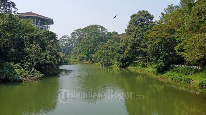 Kental dengan Mitosnya, Danau LSI IPB Ini Jadi Habitat Berbagai Jenis ...