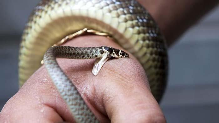 Simak Cara Pertolongan Pertama yang Harus Dilakukan Jika Digigit Ular ...