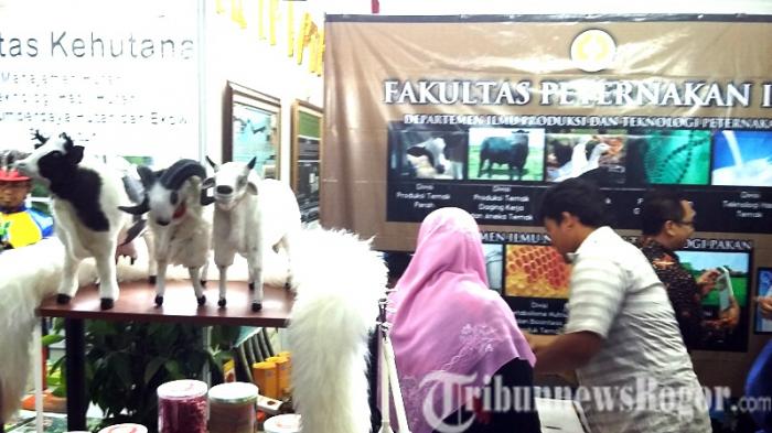 Prodi Baru di IPB, Mahasiswanya Belajar Pengolahan Produk Hasil Ternak ...