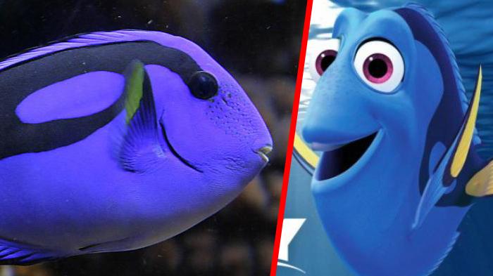 Ikan Dory Ternyata Berbeda dengan Aslinya, Ini 8 Faktanya ...