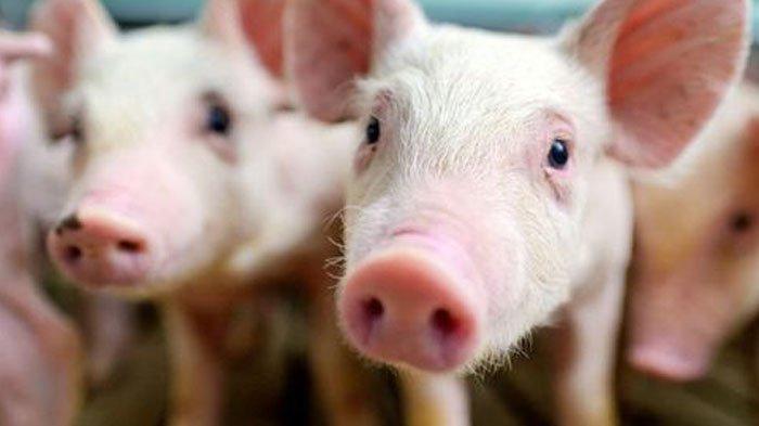 Flu Babi Afrika Masuk Indonesia, Bisakah Menular pada Manusia? Ini Kata ...