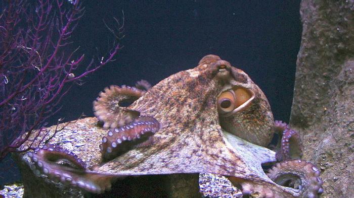 Gurita Diklaim Keturunan Alien Gara-gara Bentuknya yang Unik, Ilmuwan ...