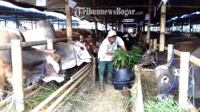 Idul Adha 2021 : Ini Harga Hewan Kurban Termurah dan Termahal, Mulai dari Sapi, Domba hingga ...