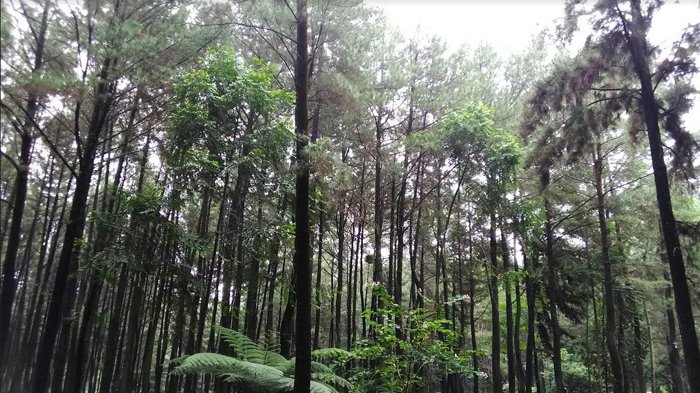 Bocah 6 Tahun Ini Selamat Setelah 4 Hari Tersesat di Hutan, Bukan Karena Makhluk Gaib, Ini ...