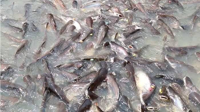 Hasil Penelitian, Tulang Ikan Patin Memiliki Kadar Protein Tinggi Bagi ...