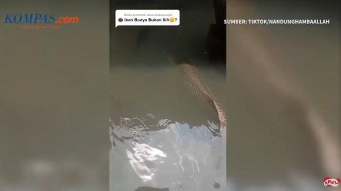 Viral Video Penampakan Ikan Raksasa di Kolam, Ini Penjelasan Peneliti ...