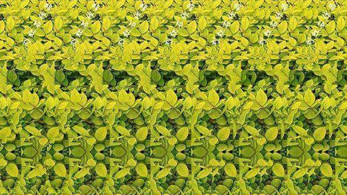 Mencari Jerapah Dalam Gambar Ini Jadi Viral, Sudah Banyak yang Mencoba ...