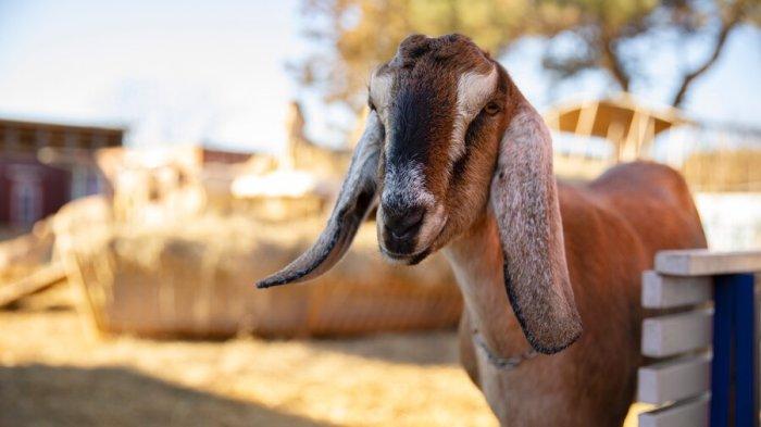 Cek Harga Hewan Kurban Terbaru 2024 Jelang Idul Adha, Lengkap Tips Memilihnya yang Sesuai ...