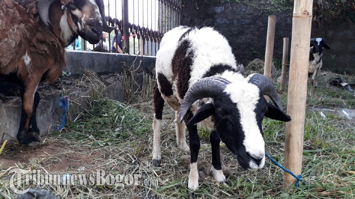 Harga Hewan Kurban Idul Adha 2022 di Dompet Dhuafa dan Rumah Zakat , Kambing Mulai Rp 1,8 Juta ...